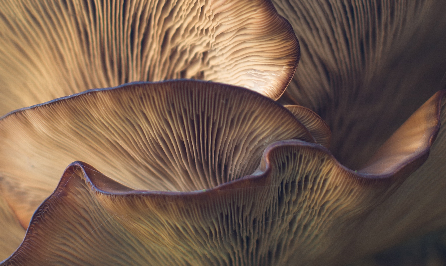 Political Law | Services | Mayer Brown