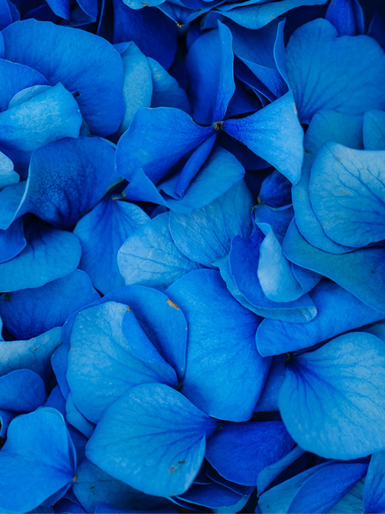 Technology & IP Transactions | Services | Mayer Brown